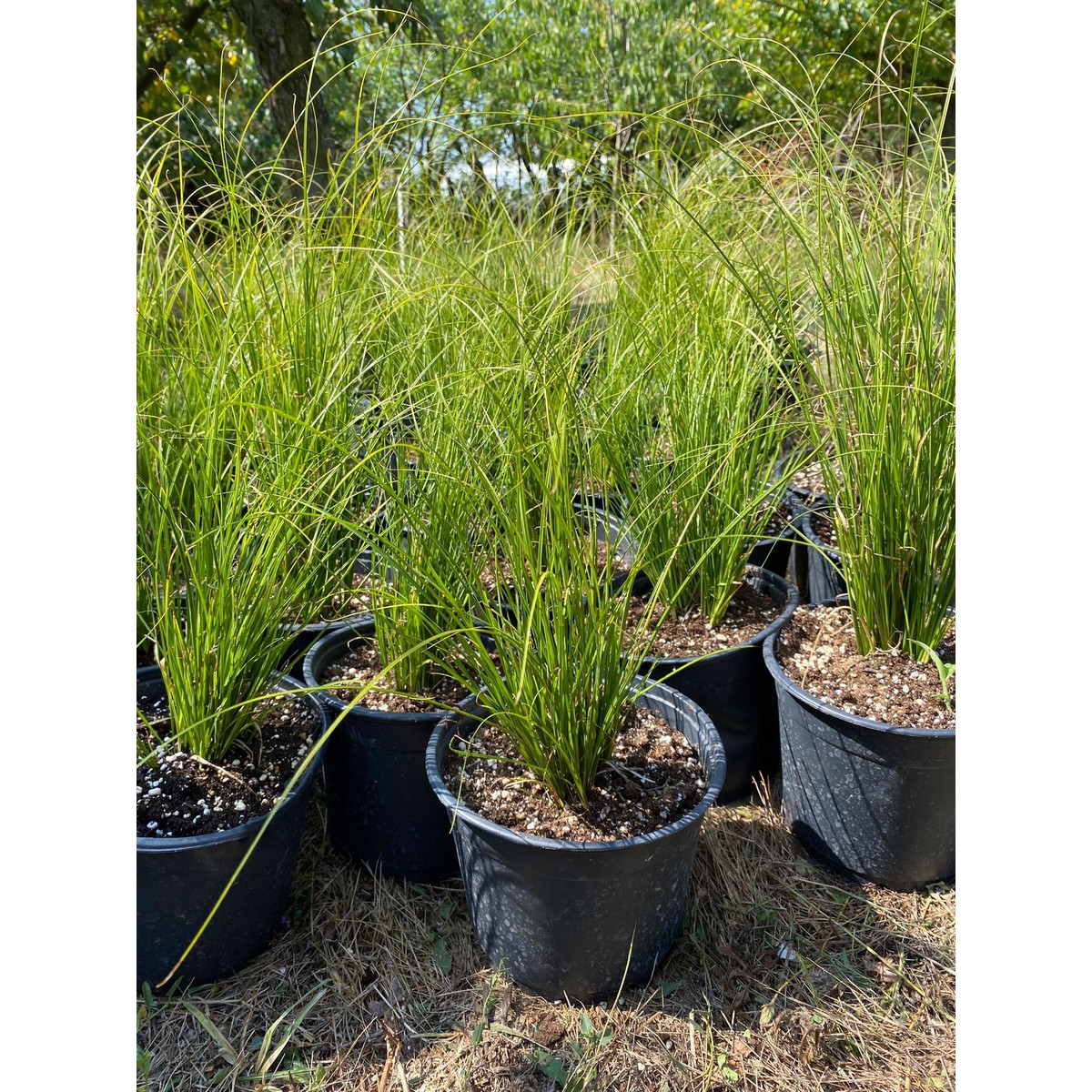 Ghiveci iarba Carex Verde