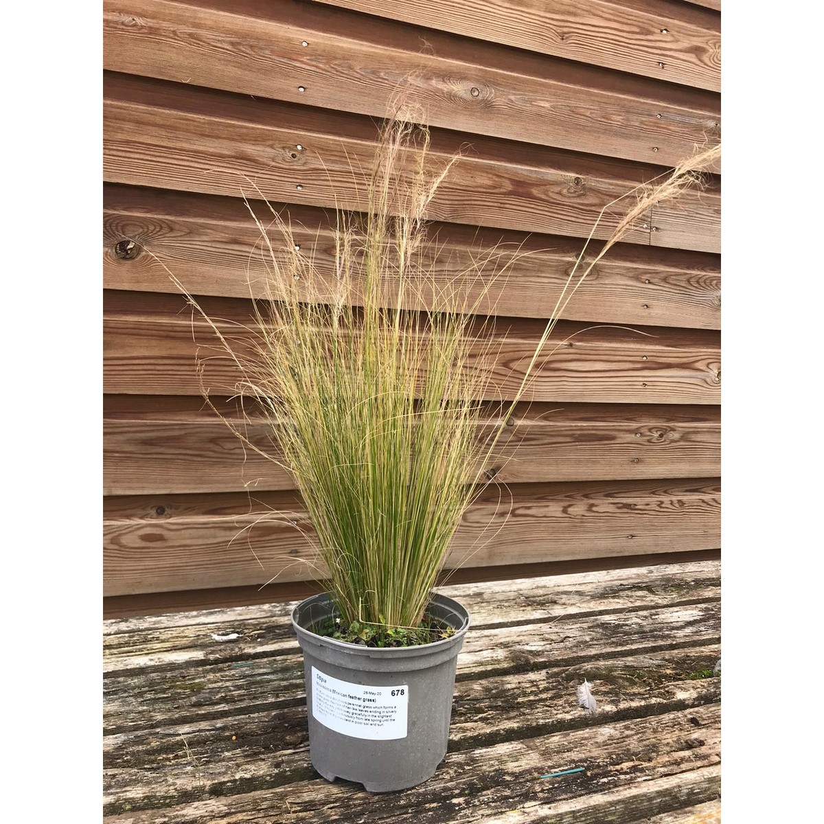 Ghiveci Iarba de Stepa ( Pony Tail)