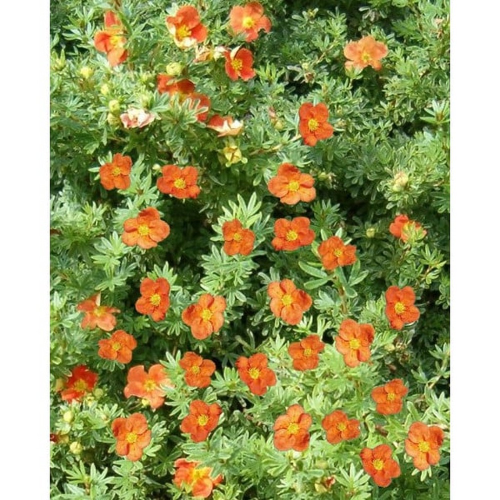 Potentilla fruticosa portocalie ”Sunset” de 15-25cm