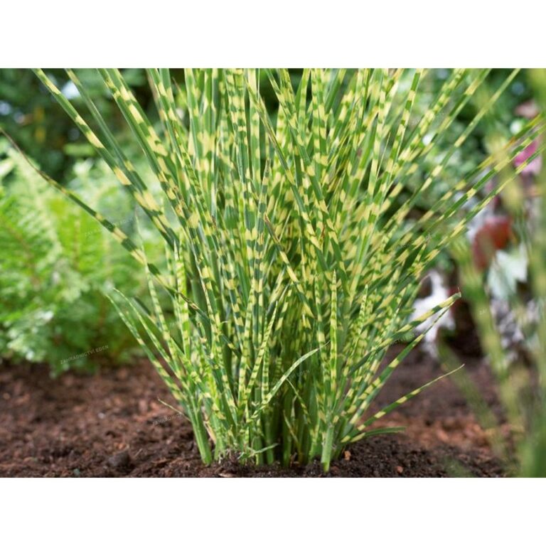 Iarba tigrului ”Miscantus Zebrinus” la ghiveci mare 3 L