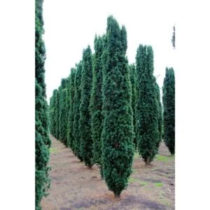 Tisa vertical Robusta de 60-70cm la ghiveci 3l.