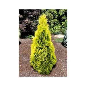 Tuia galbenă de 35-40cm la ghiveci 2L